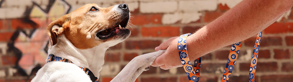 The Mental Health Benefits of Having a Pet | Coastal Pet Products